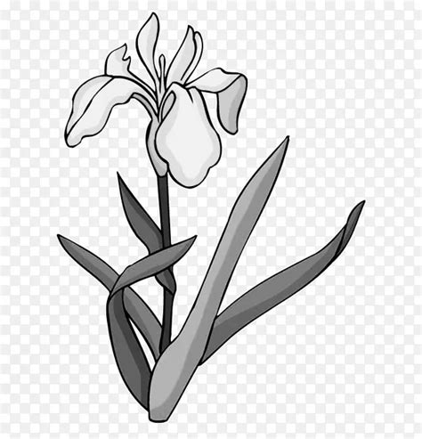 Png Png