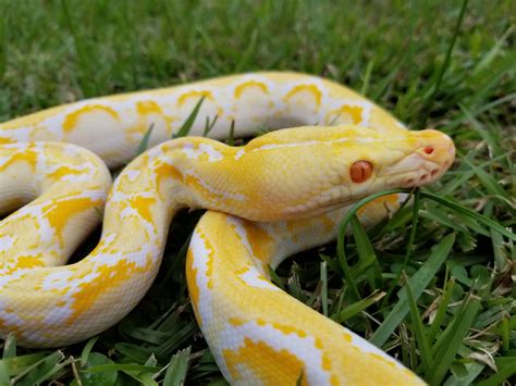 Amelanistic Burmese Python
