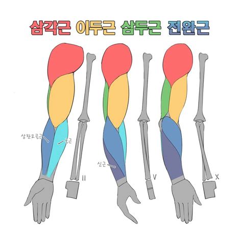 Figure Drawing에 있는 Yeung Hou님의 핀 팔 근육 팔 해부학 해부학 그림