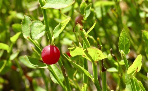 Grouse Whortleberry Native Memory Project