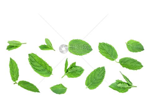 白色背景上隔开的绿色新薄荷叶高清图片下载 正版图片504288574 摄图网