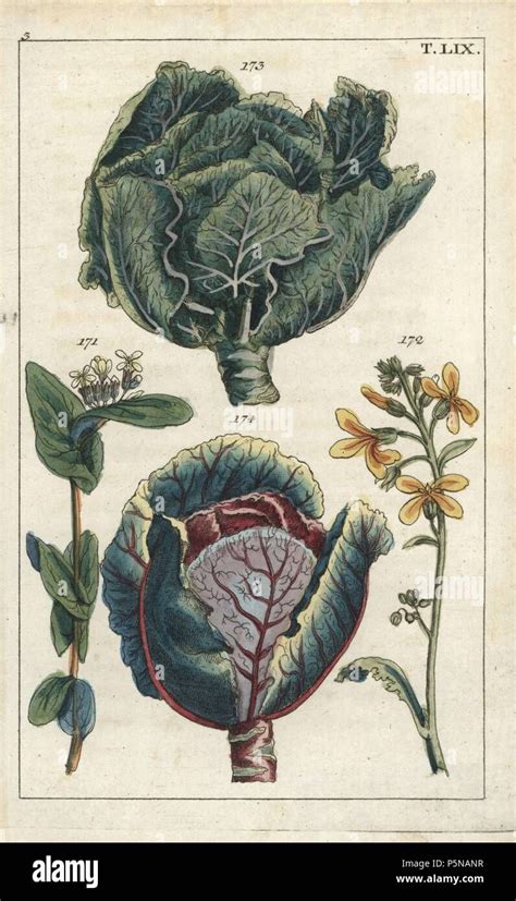 Download This Stock Image Cabbage Brassica Oleracea Capitata Flower