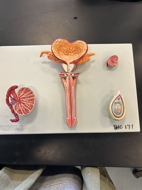 Aandp Reproductive Diagram 4 Diagram Quizlet