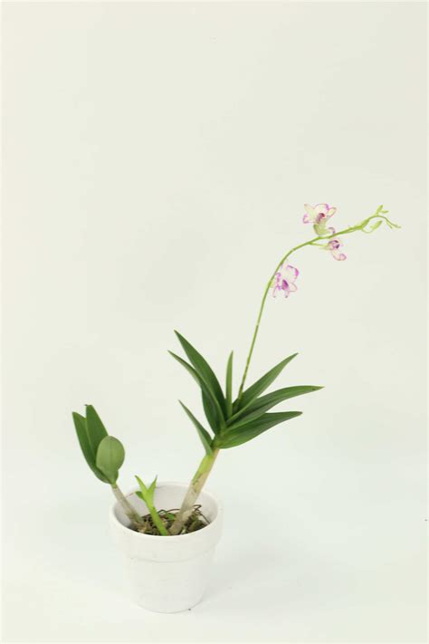 石斛养殖方法 盆栽 花百科