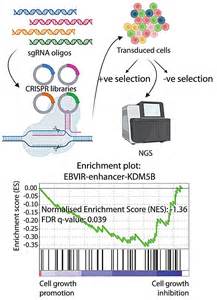 How The Epstein Barr Virus Hooks Onto Dna To Reorganize Genome And