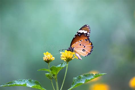 Plain Tiger Danaus Chrysippus Butterfly Drinking Nectar From The