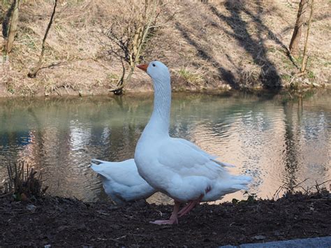 Free Images Nature White River Wildlife Beak Livestock Fauna
