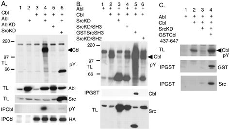 The Kinase Deficient Src Acts As A Suppressor Of The Abl Kinase For Cbl Phosphorylation Pnas