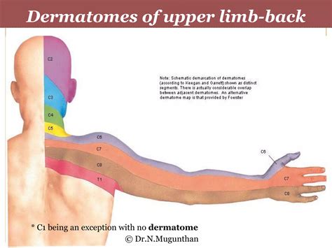 Dermatomes Upper Limb Dermatomes Of Upper Limb Drnmugunthanms