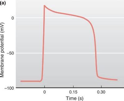 Contractile Cell Action Potential Diagram Diagram Quizlet