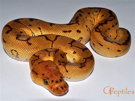 Morph List World Of Ball Pythons