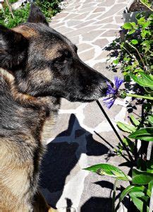 Therische Le F R Tiere Lewelten By Sylvia Pilati