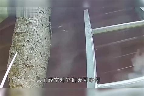 男子发现一个马蜂窝，将它放进 70度的干冰中，结果让人意想不到