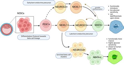 A Stepwise Approach To Deriving Functional β Cells From Human Embryonic