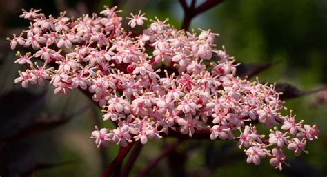 Sambucus Nigra Zwarte Vlier Sanitas Verde