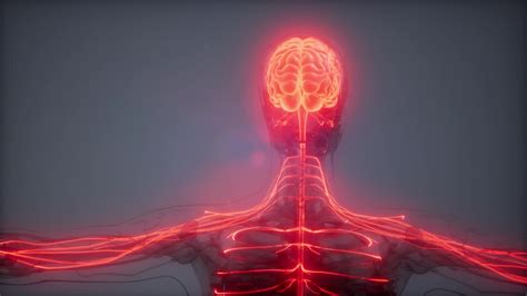 Premium Stock Video Human Brain Radiology Exam