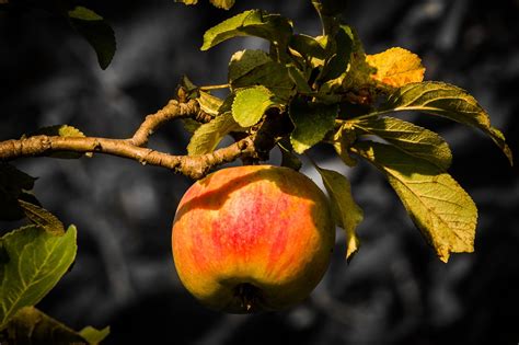 사과 노란색 자연 Pixabay의 무료 사진 Pixabay