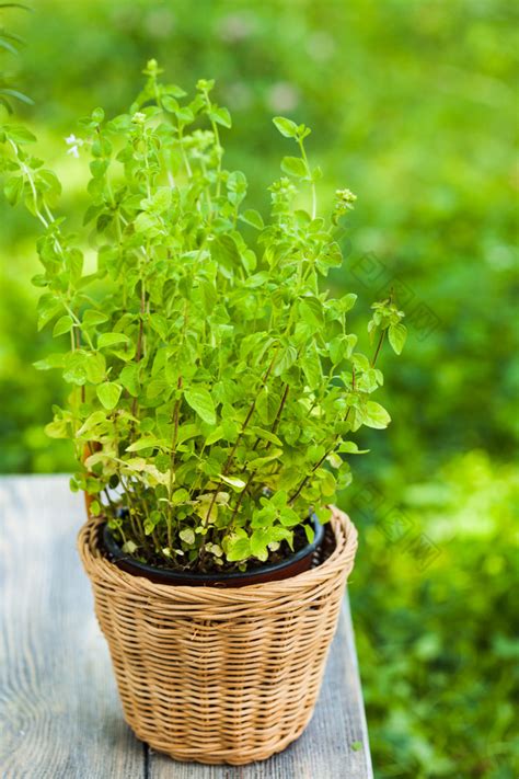 花盆里的绿色植物摄影图图片 包图网