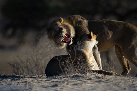 Lion Panthera Leo Kgalagadi Transfrontier Park South Africa Stock