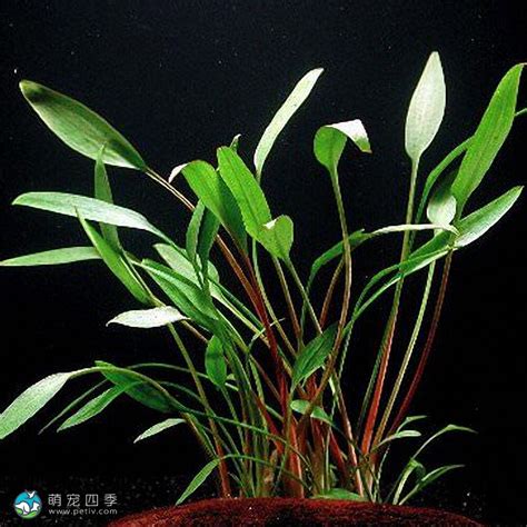 威利斯椒草 小椒草 伟莉椒草 Cryptocoryne x willisii 萌宠四季