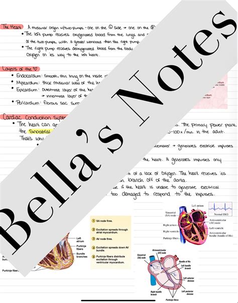 EMT Nursing Anatomy Physiology A P Notes With Pictures Etsy