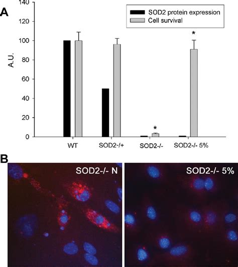 Figure 1 From Mild Hypoxia Promotes Survival And Proliferation Of Sod2