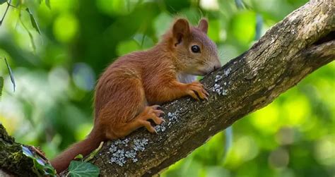 Squirrel Lifespan How Long Do Squirrels Live 7 Examples Beyond