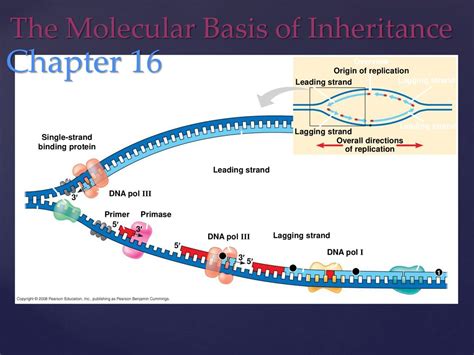 Single Stranded Binding Protein