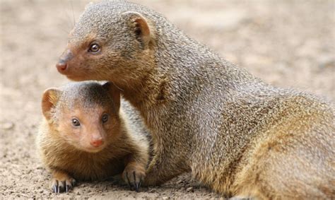Ferret Vs Mongoose