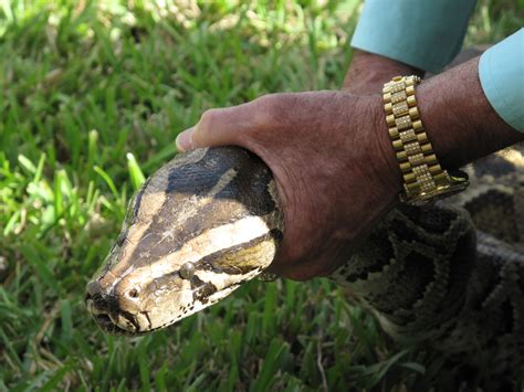 Burmese Python Eats Deer