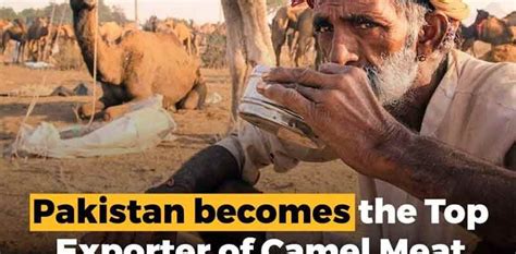Pakistan Becomes Top Exporter Of Camel Meat Rangeinn