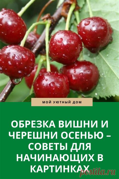 Дача Огород Вишня Огород Черешня