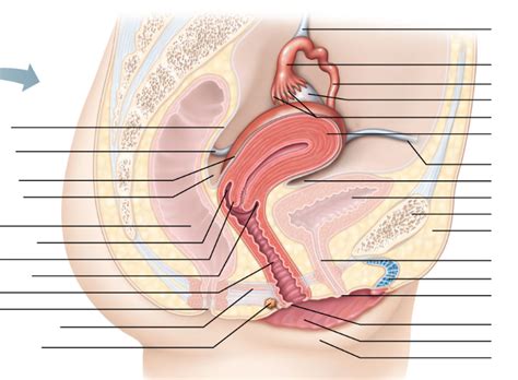 Female Respiratory Diagram Quizlet