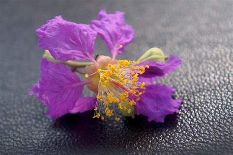Hoa Bằng Lăng 1080p 2k 4k 5k Hd Wallpapers Free Download Wallpaper