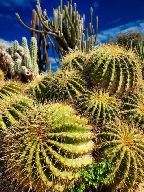 Prickles Before The Storm Australian Photography