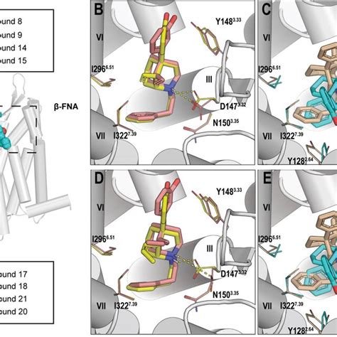 Mor Radioligand Binding Assay Ki Nm And Mor 35 S Gtpgs Functional