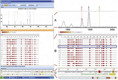 Dna Sequencing By Mass Spectrometry A Peak Of Methylation Of A Download Scientific Diagram