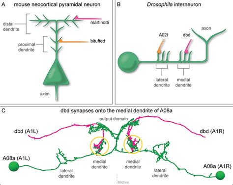 Figures And Data In Regulation Of Subcellular Dendritic Synapse Specificity By Axon Guidance
