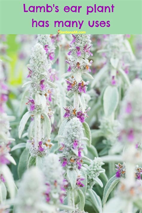 Lambs Ear Plant Uses And Medicinal Benefits Gardensall