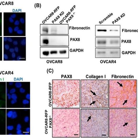 Pax8 Enhanced Downstream Targets Of Tgf í µí¼·1 A Representative Download Scientific Diagram