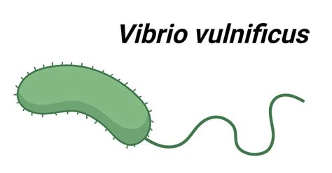 Vibrio Bacteria Shape