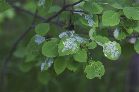 Identifying The Aspen Tree