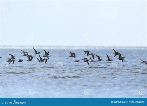 Little Stints Flying Stock Image Image Of Charadriiformes 260826873