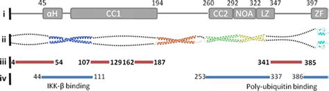 Summary Of Nemo Structural Biology And Predicted Disordered Structure