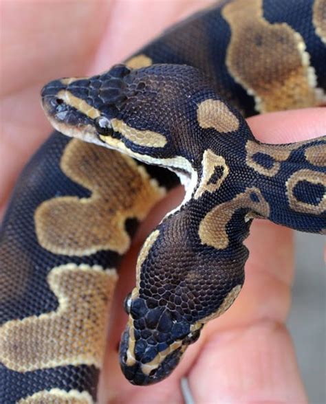 Tywkiwdbi Tai Wiki Widbee Two Headed Python