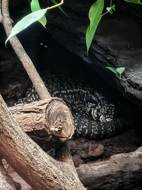 A Black And White Tegu Lizard Laying In A Tree Trunk In A Cave Stock