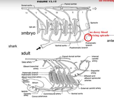 Lecture Cardiovascular System Arterial Vessels Flashcards Quizlet