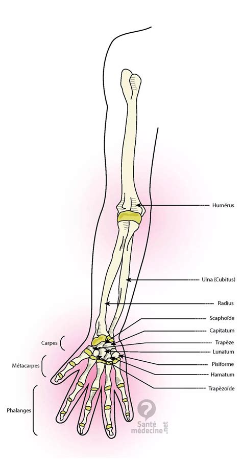 Carpe Os Définition Schéma Des Os Du Poignet