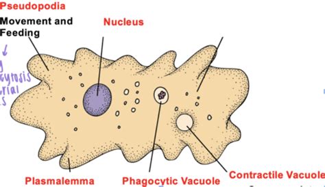 Lecture 14 Bacteria And Protists Flashcards Quizlet