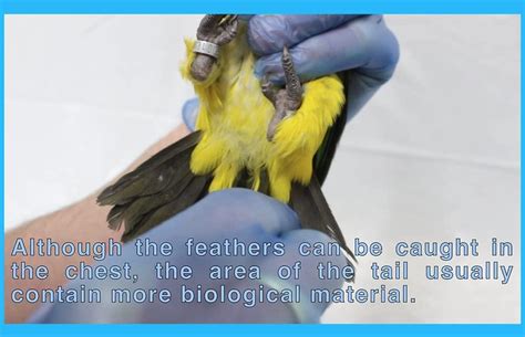 Avian Dna Sexing Kit For Parrots Macaws Lovebirds And More 300
